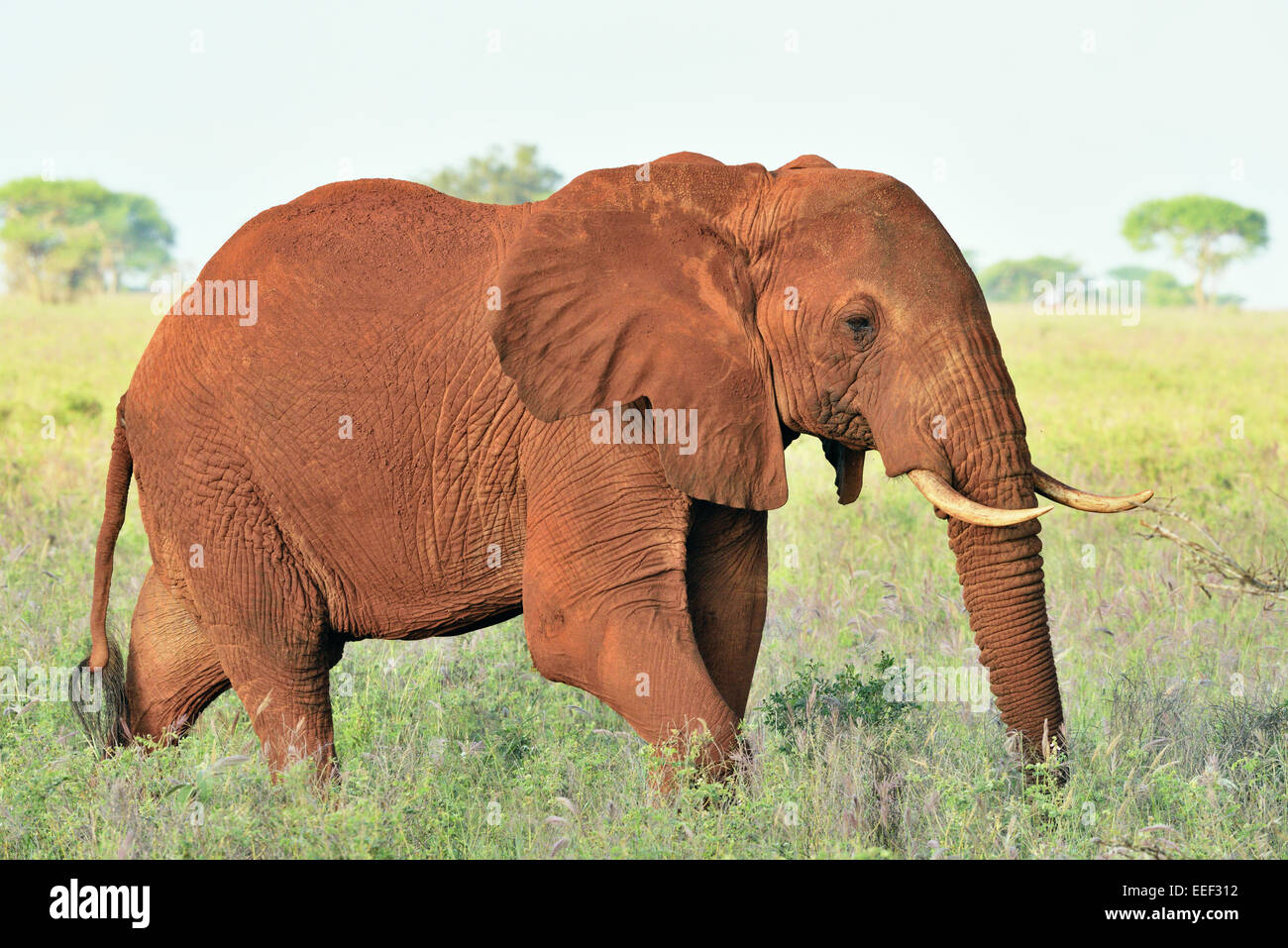 A red Red colored African elephant walking and feeding, Tsavo National ...