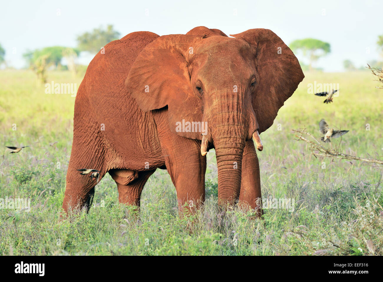 A red Red colored African elephant walking and feeding, Tsavo National ...