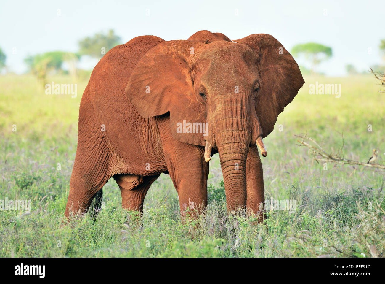 A red Red colored African elephant walking and feeding, Tsavo National ...