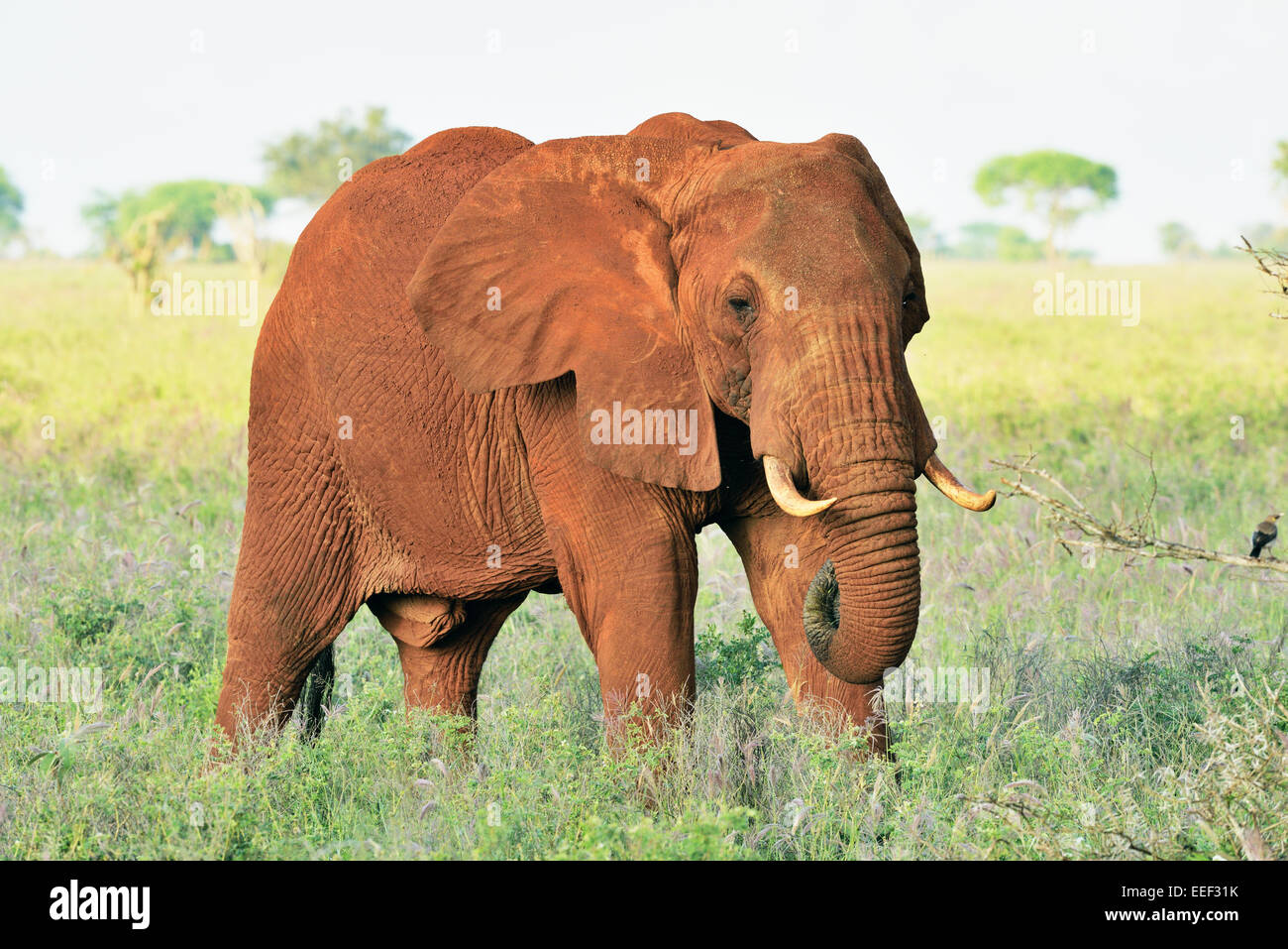 A red Red colored African elephant walking and feeding, Tsavo National ...