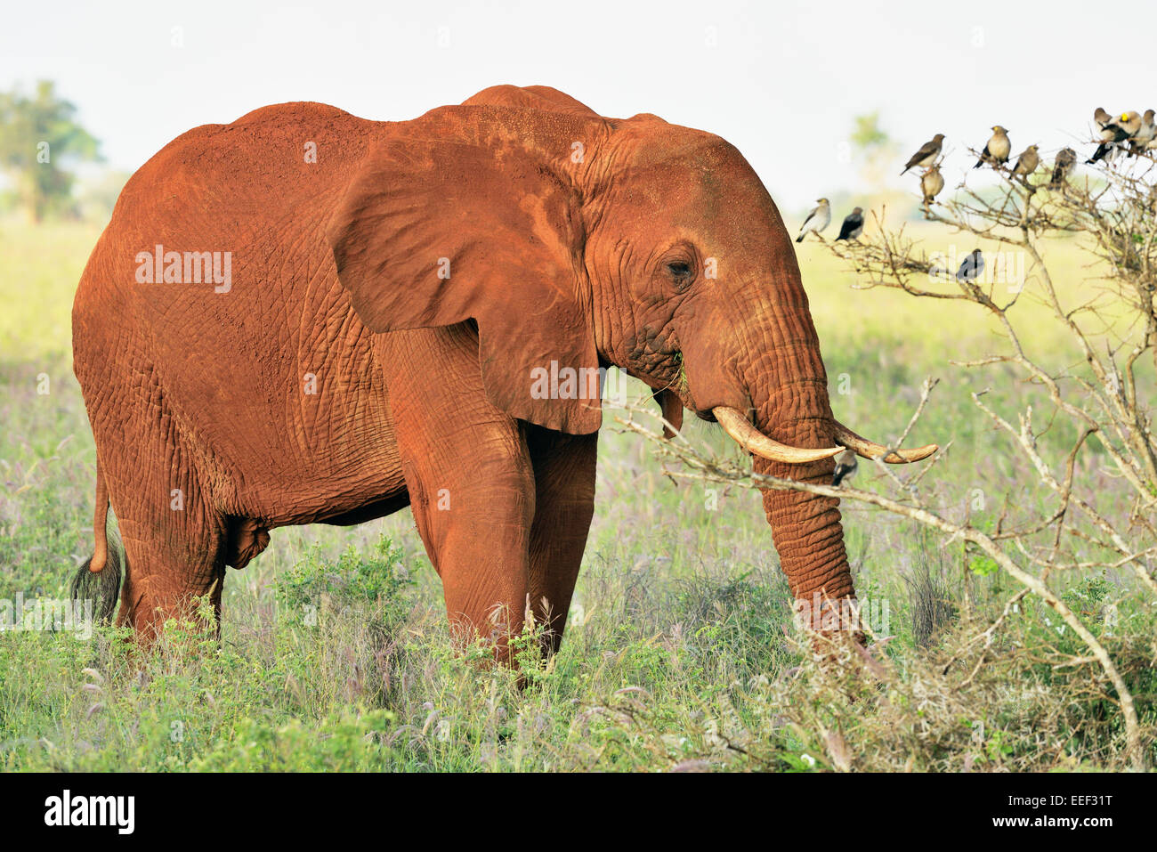 A red Red colored African elephant walking and feeding, Tsavo National ...