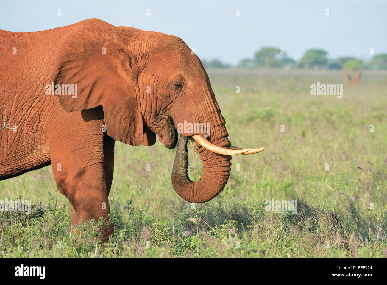 A red Red colored African elephant walking and feeding, Tsavo National ...