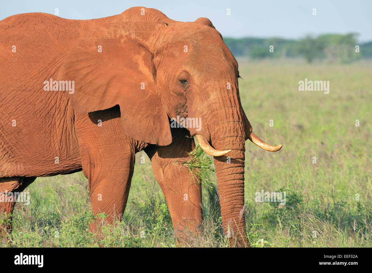 A red Red colored African elephant walking and feeding, Tsavo National ...