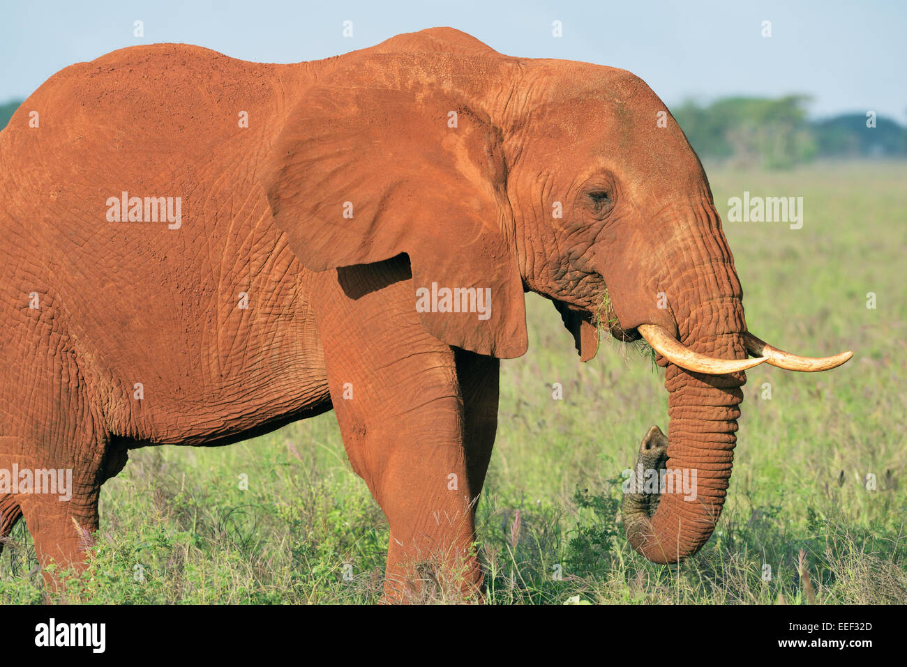 A red Red colored African elephant walking and feeding, Tsavo National ...
