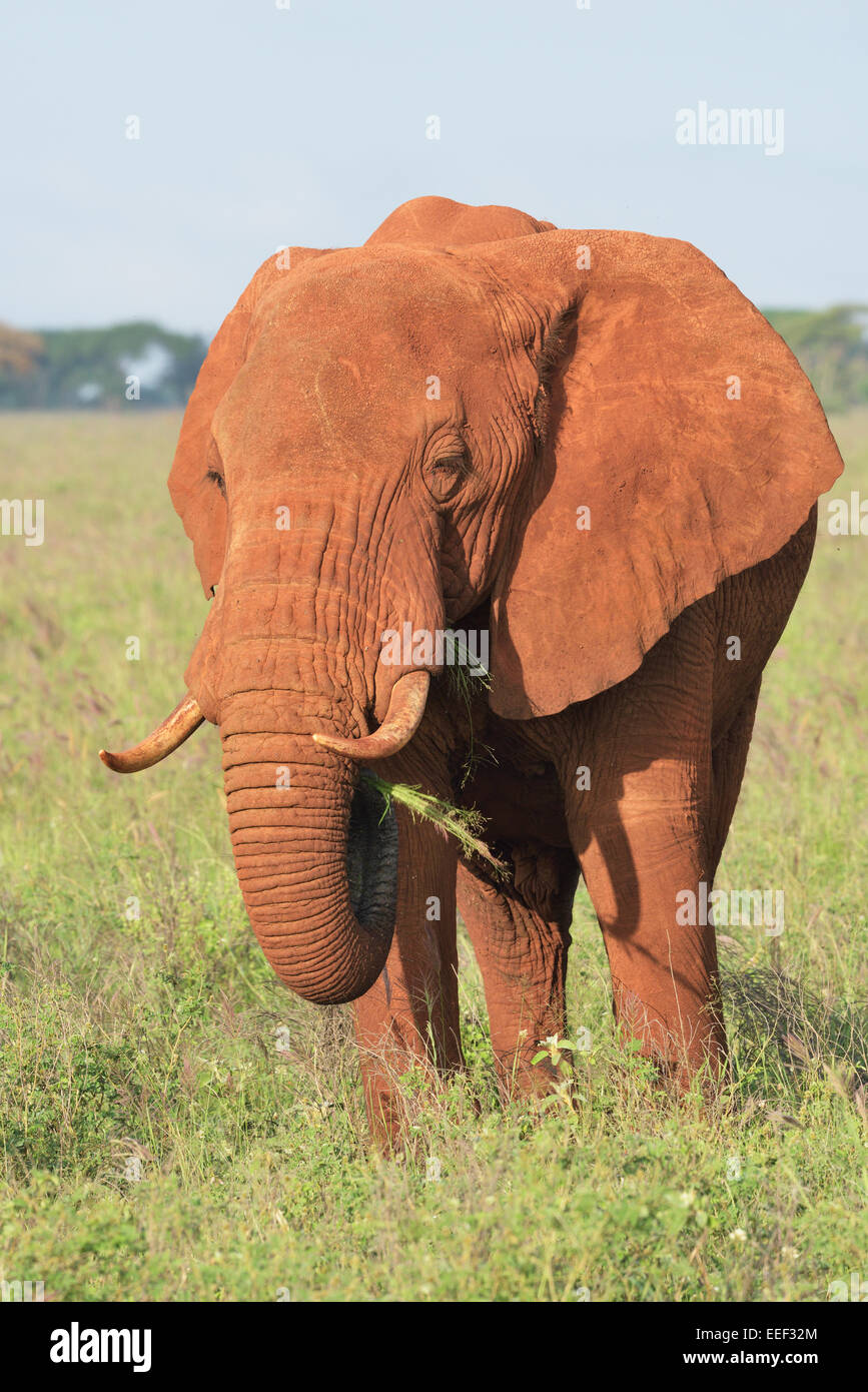 Red elephant hi-res stock photography and images - Alamy