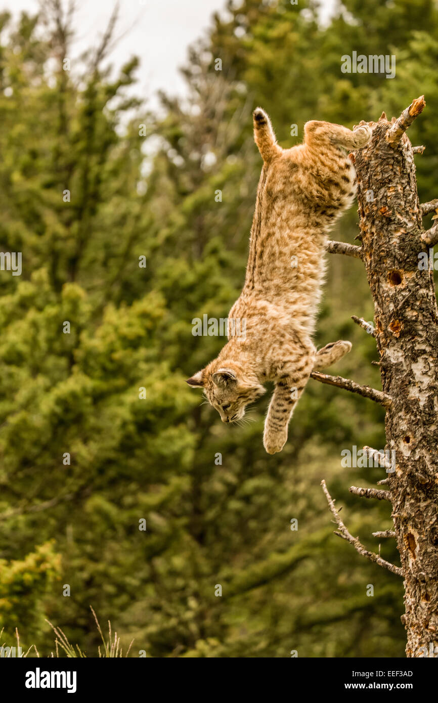 Bobcat jumping off of a dead tree chasing after prey near Bozeman ...