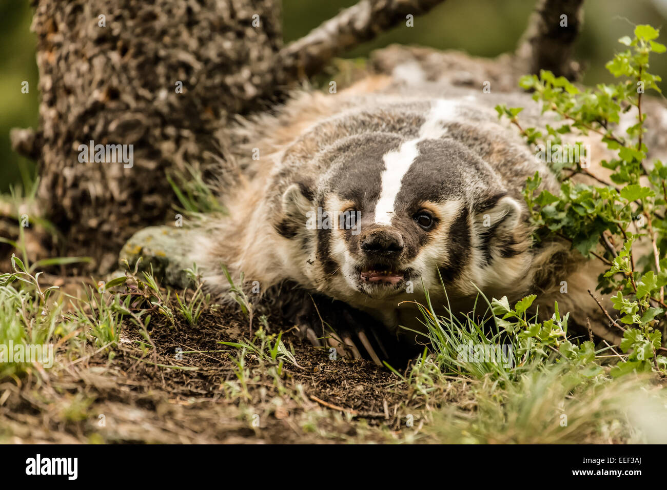 Growl snarl hi-res stock photography and images - Alamy