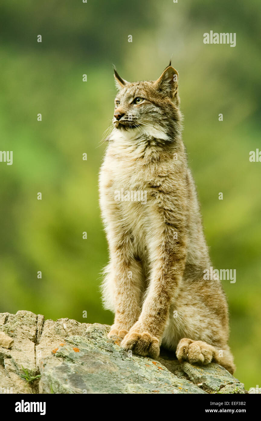 Canada lynx sitting in lynx hi-res stock photography and images - Alamy