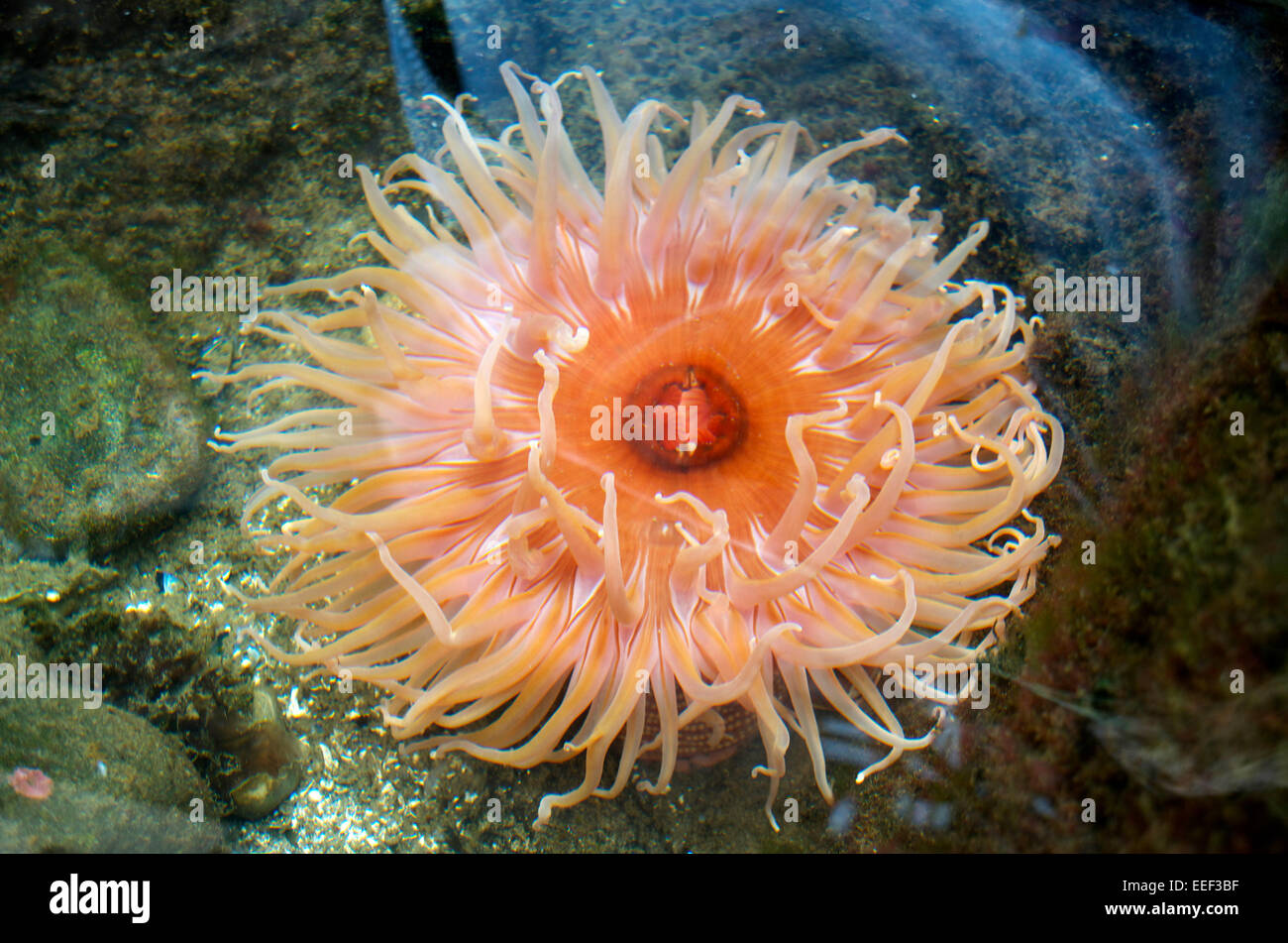 Perfect peach hi-res stock photography and images - Alamy