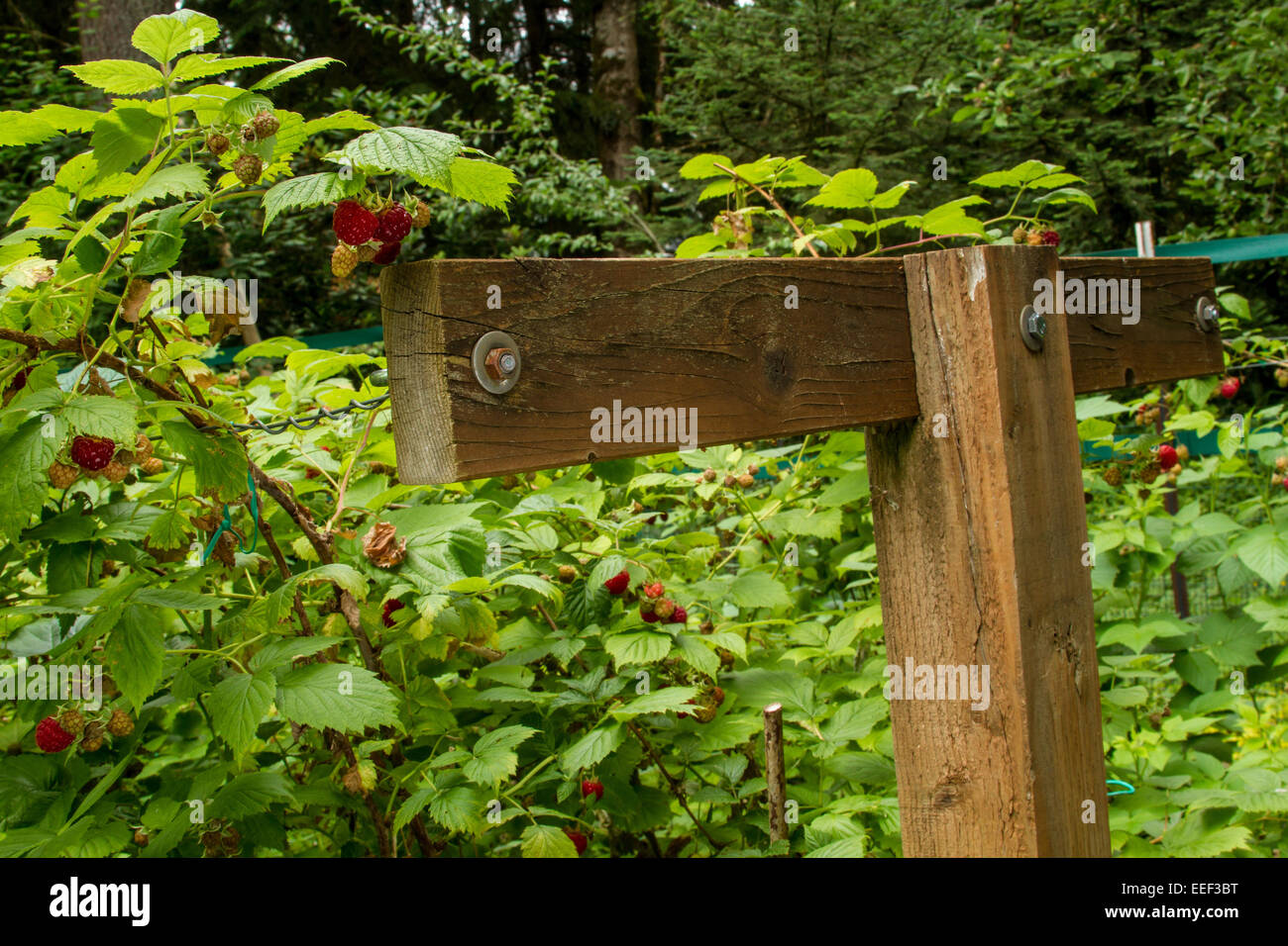 Raspberries grown on T-shaped trellis support systems in hedgerows are ...