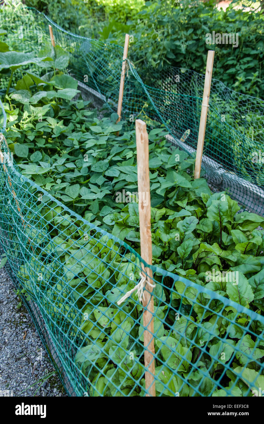 Pea patch hi-res stock photography and images - Alamy
