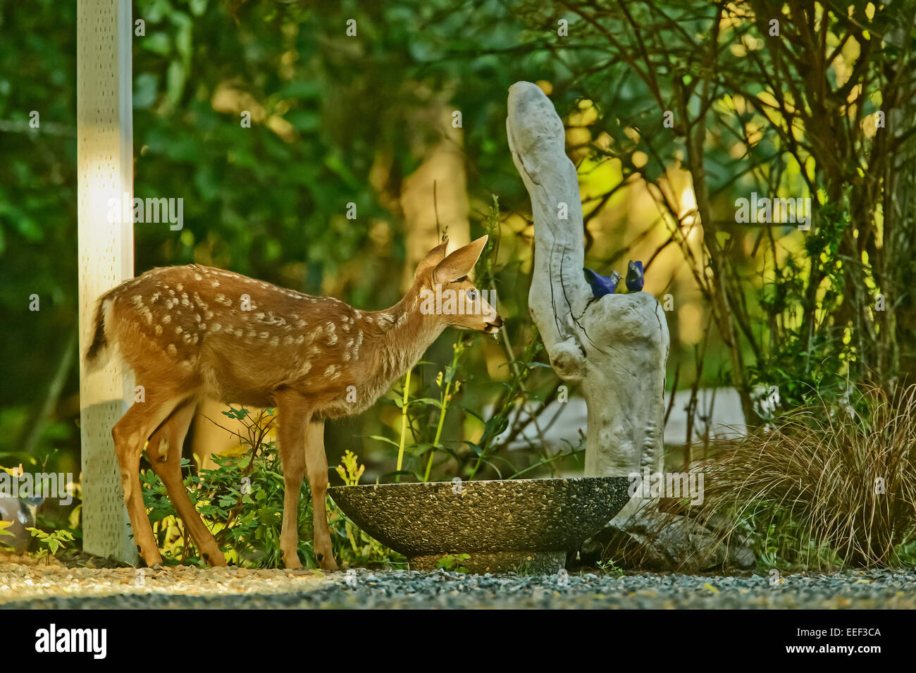 Mule Deer fawn drinking from a large watering bowl in a rural driveway ...