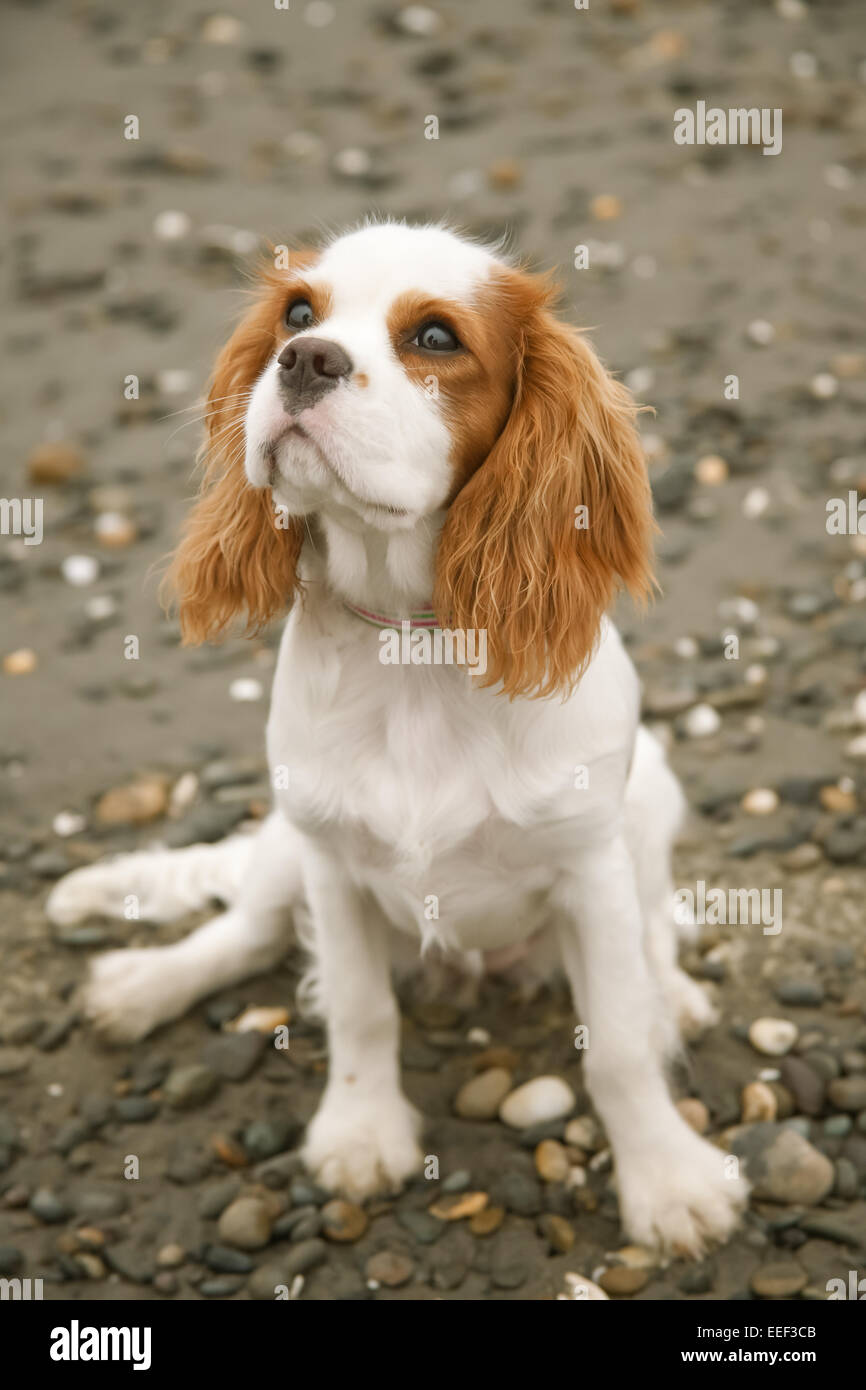 Six month old Cavalier King Charles Spaniel puppy, Mandy, watching her ...