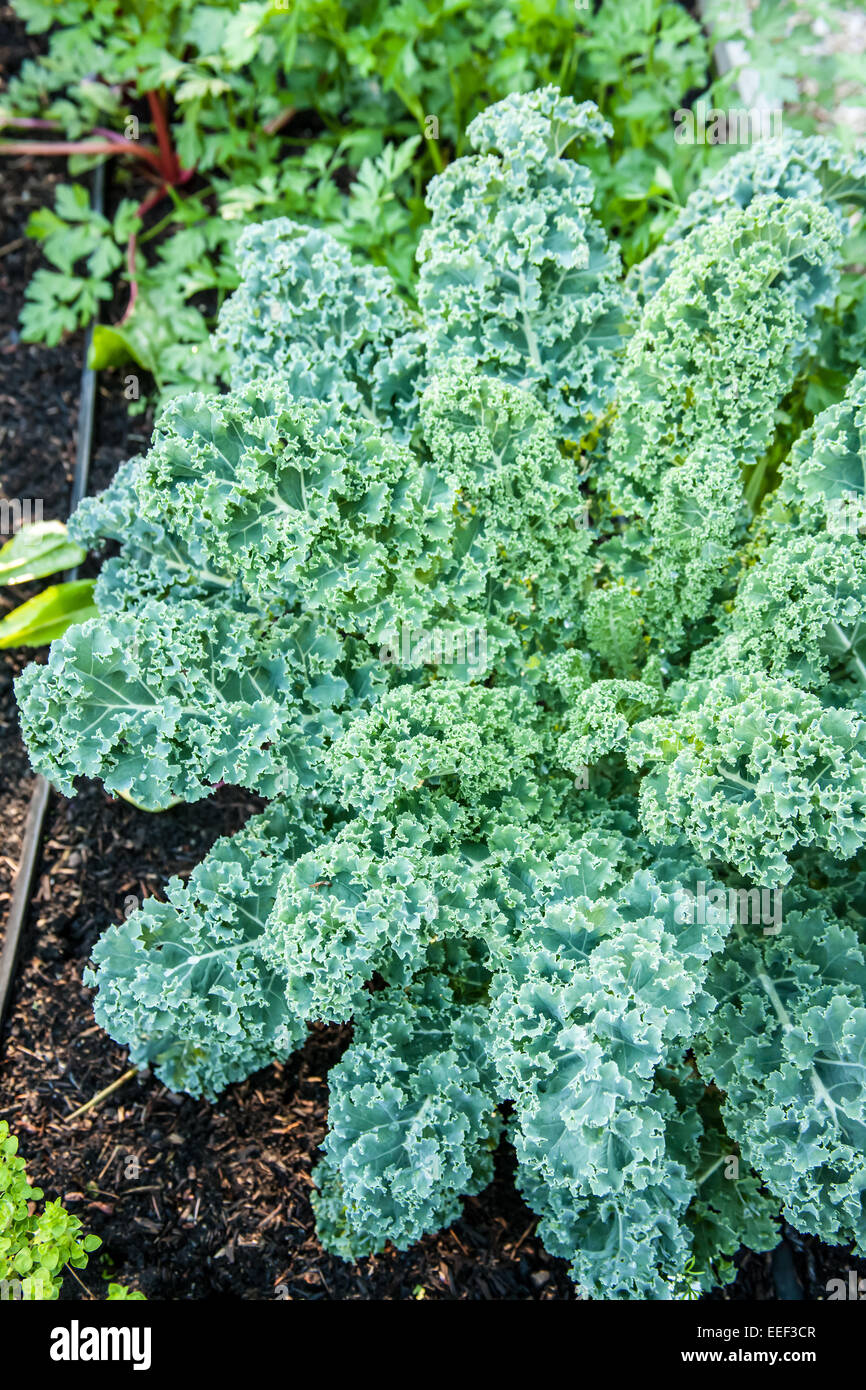 Kale plant hi-res stock photography and images - Alamy