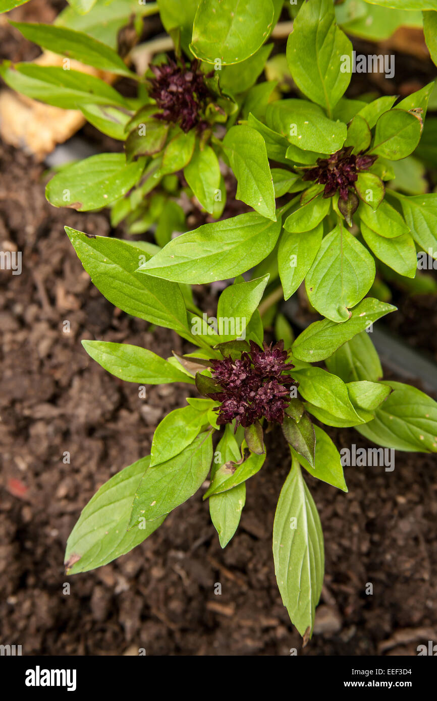 Thai basil plants growing in western Washington, USA Stock Photo - Alamy