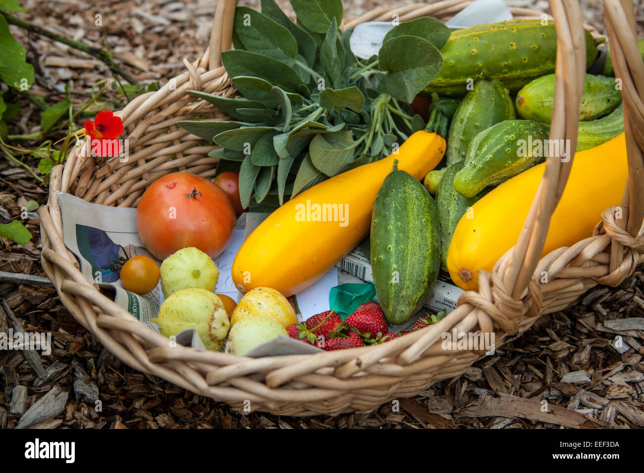 Basket of freshly harvested produce, including lemon and green ...
