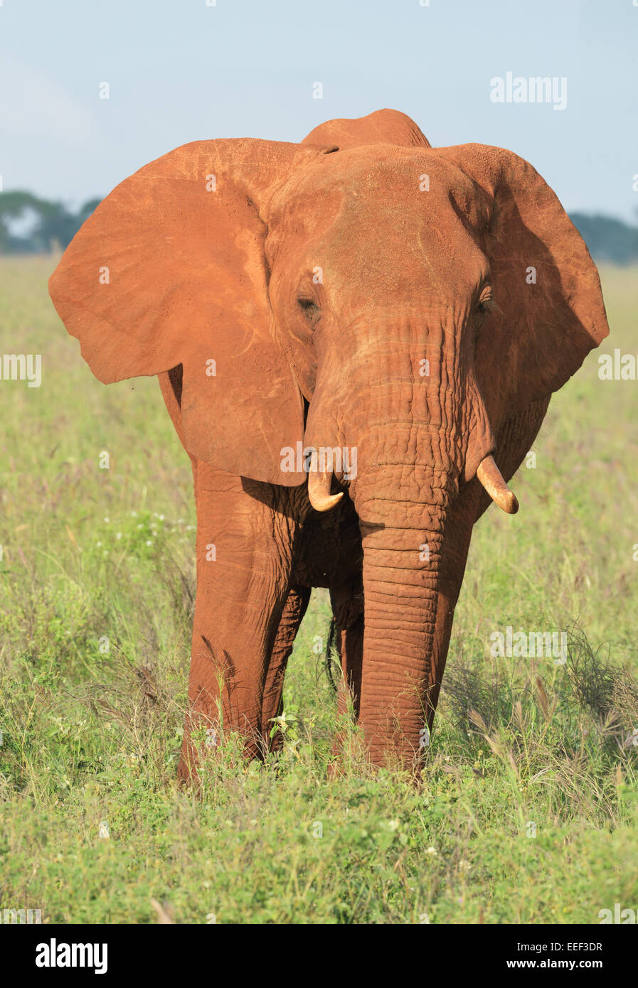 Red elephants elephant hi-res stock photography and images - Alamy