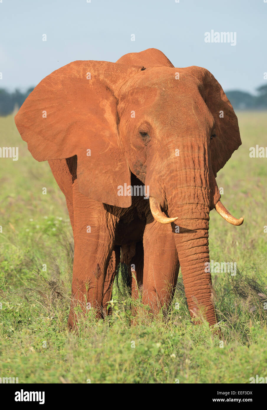 Red elephant hi-res stock photography and images - Alamy