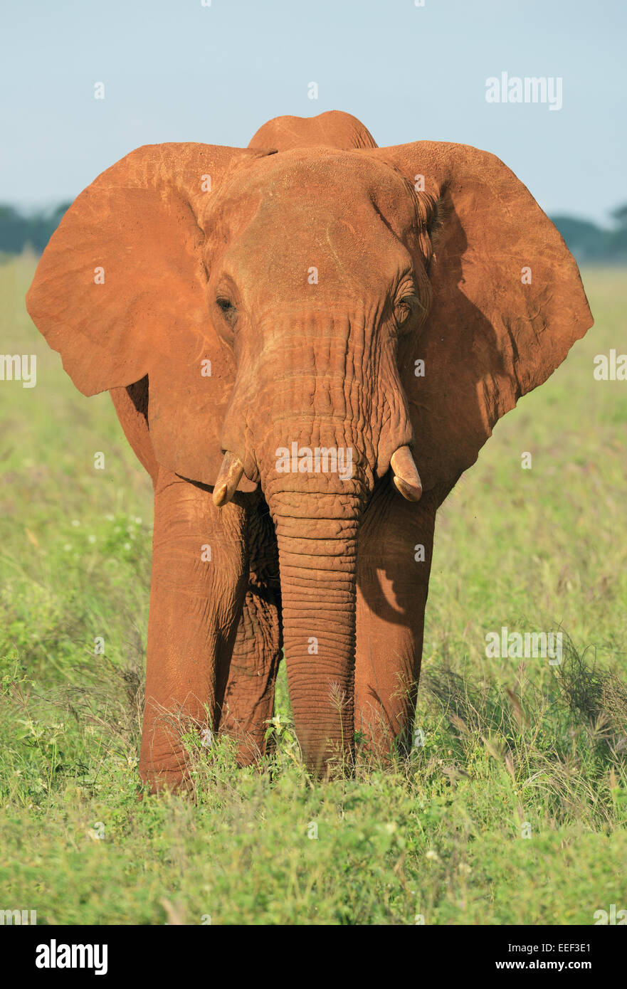 Red colored African elephant feeding grass, Tsavo National Park, Kenya ...