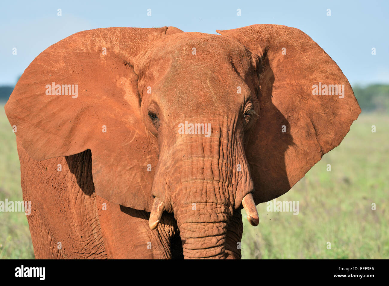 Red colored African elephant frontal portrait, Tsavo National Park ...
