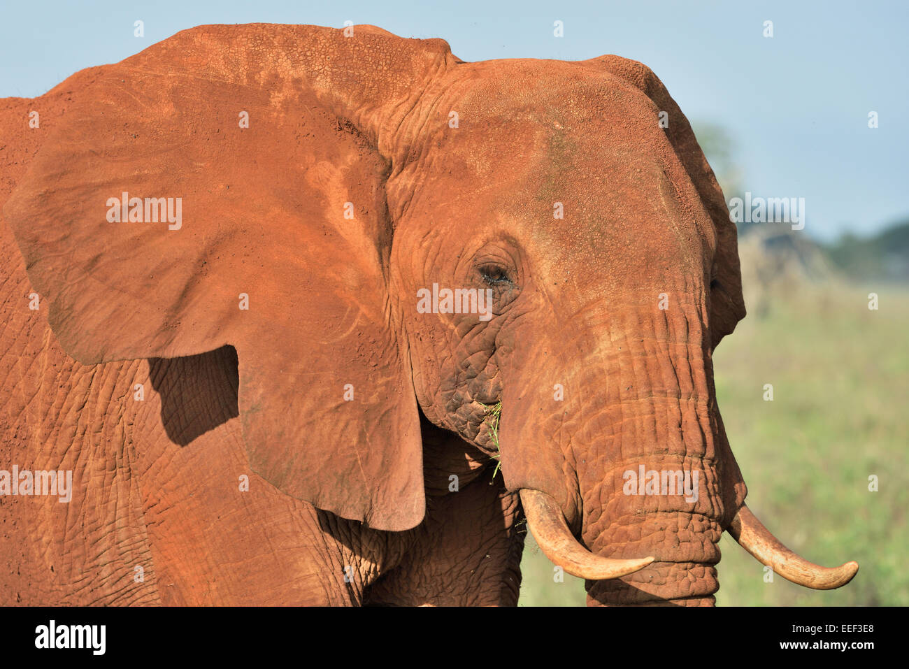 Red colored African elephant side portrait, Tsavo National Park, Kenya ...