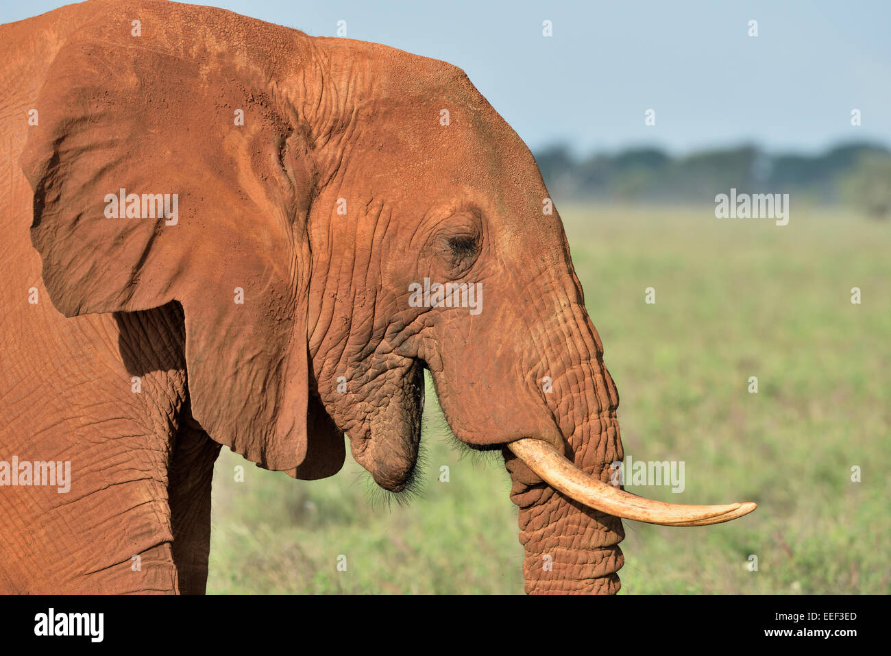 Red colored African elephant side portrait, Tsavo National Park, Kenya ...