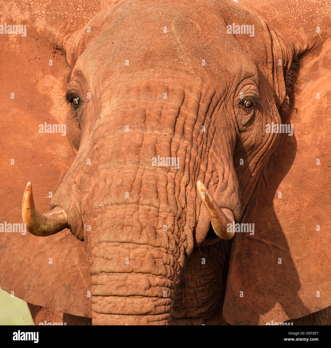 Red colored African elephant frontal portrait, Tsavo National Park ...