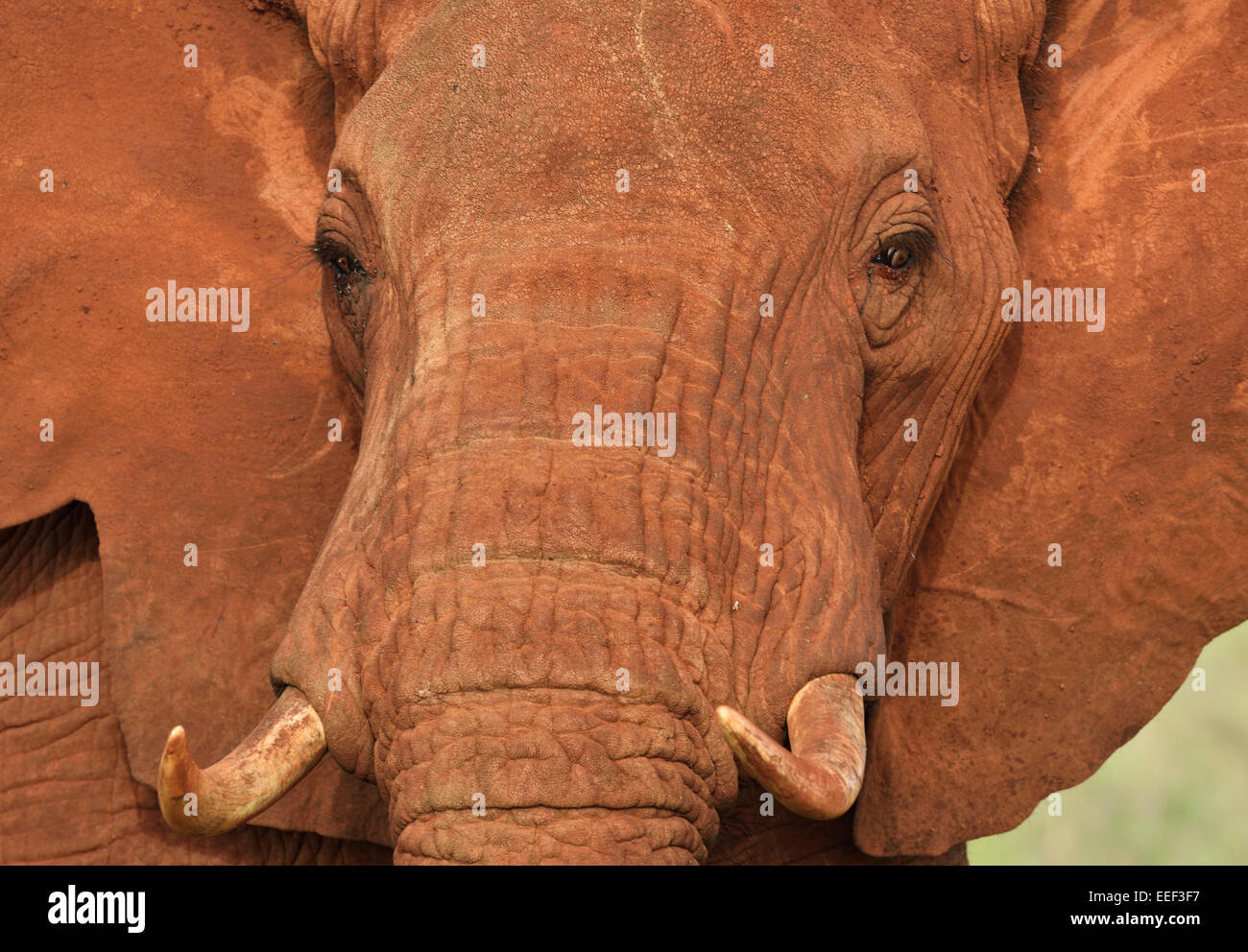 Red colored African elephant frontal portrait, Tsavo National Park ...