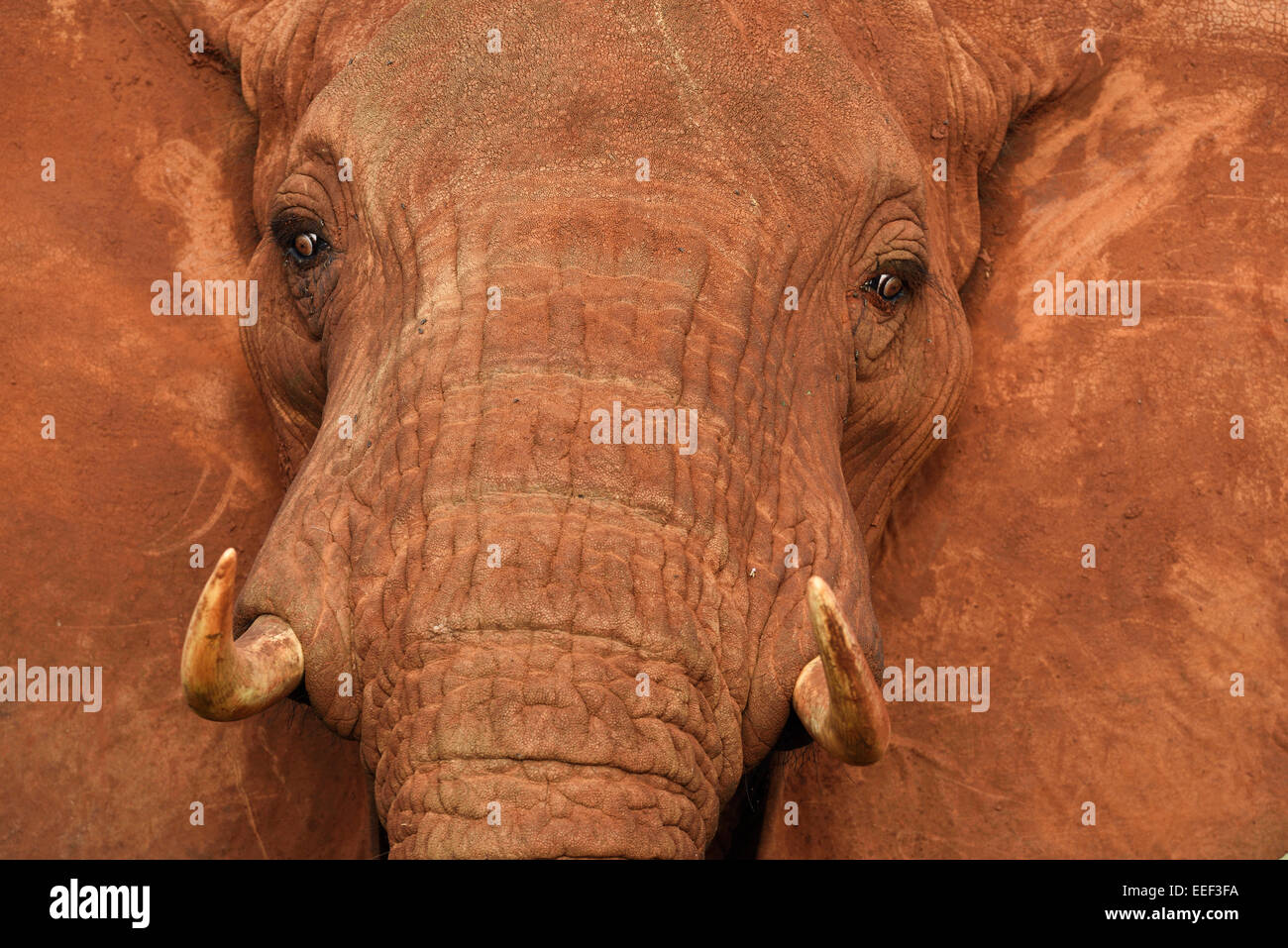Red colored African elephant frontal portrait, Tsavo National Park ...