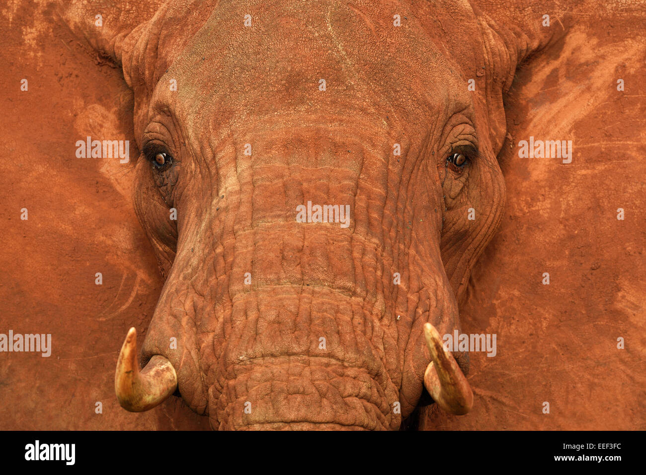 Red colored African elephant frontal portrait, Tsavo National Park ...