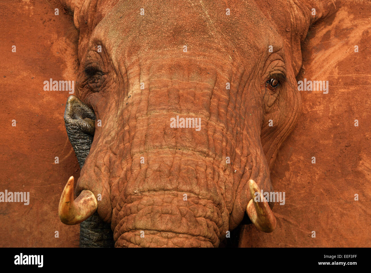Red colored African elephant frontal portrait, Tsavo National Park ...