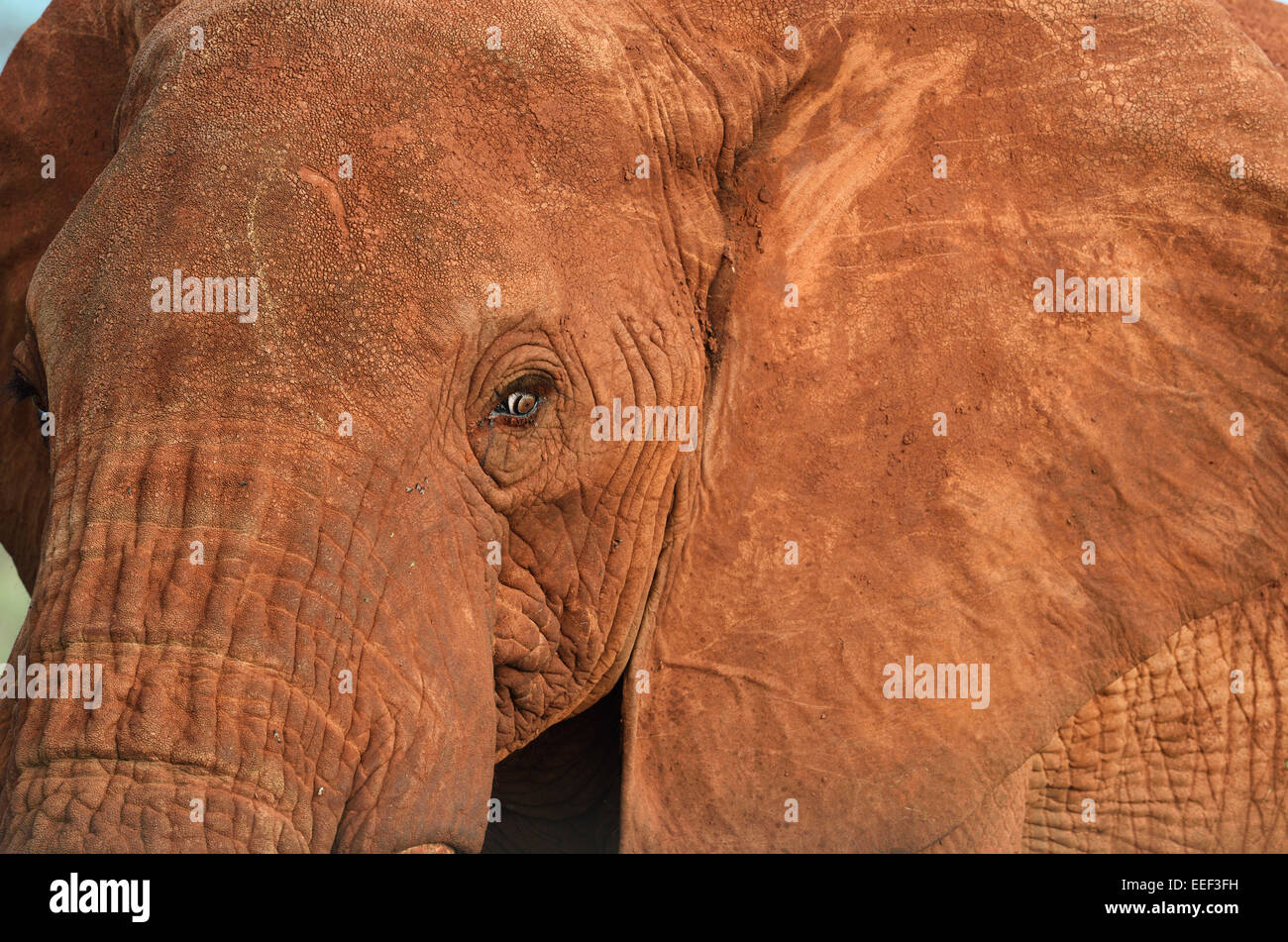 Red colored African elephant side portrait, Tsavo National Park, Kenya ...