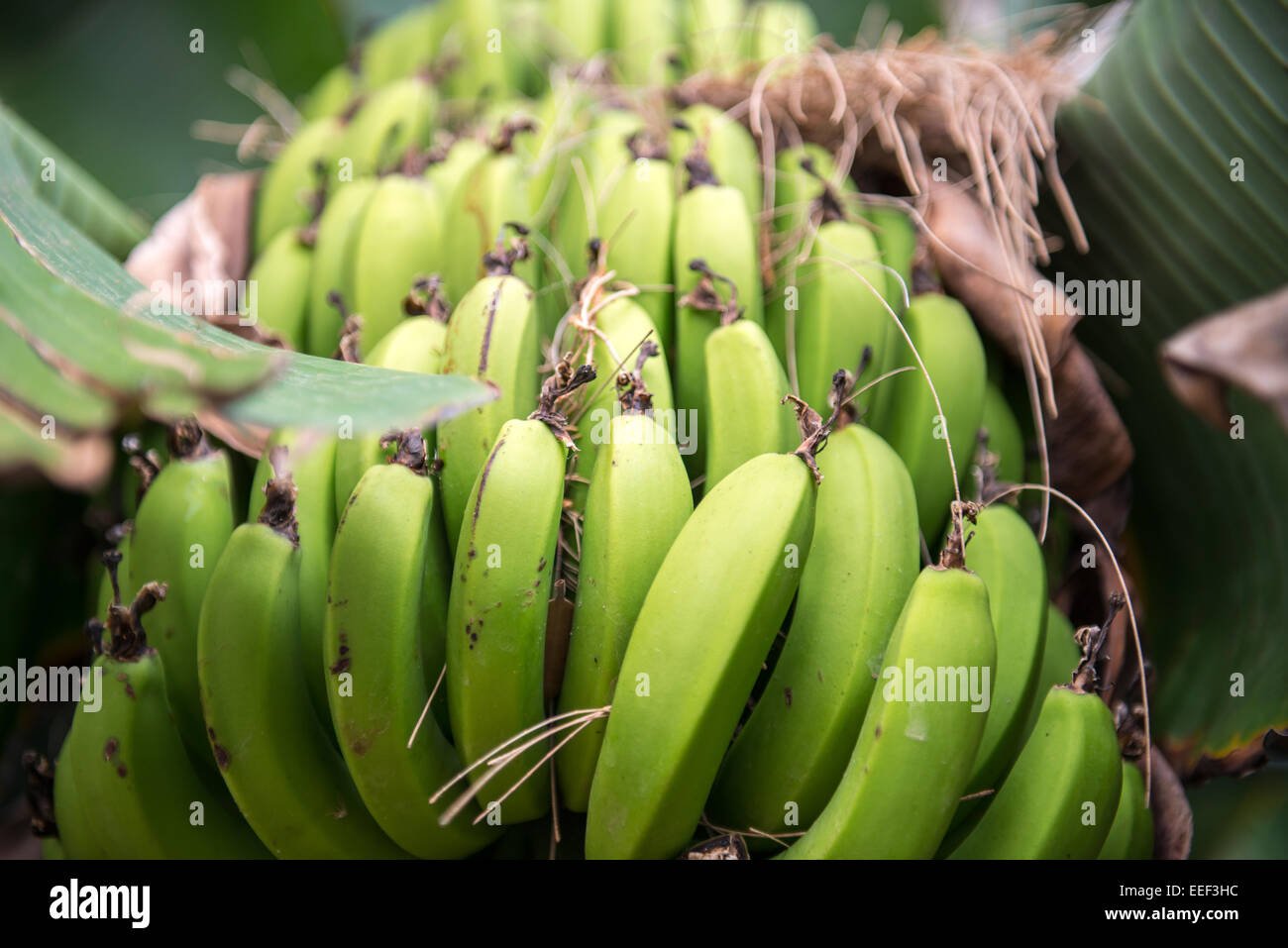 Banana fruit cluster hi-res stock photography and images - Alamy