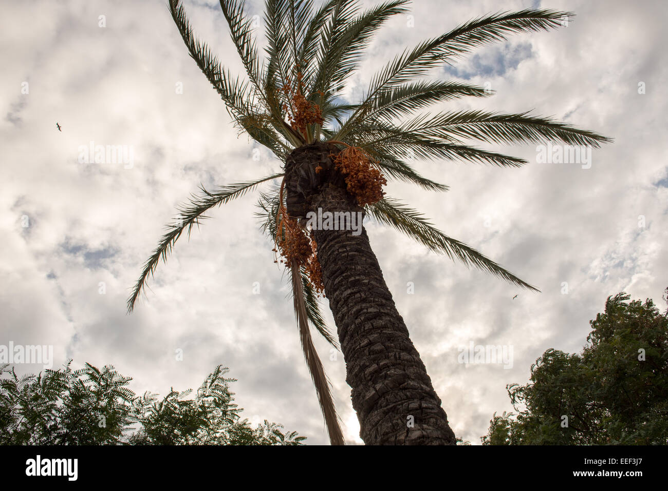 Under a palm tree Stock Photo - Alamy