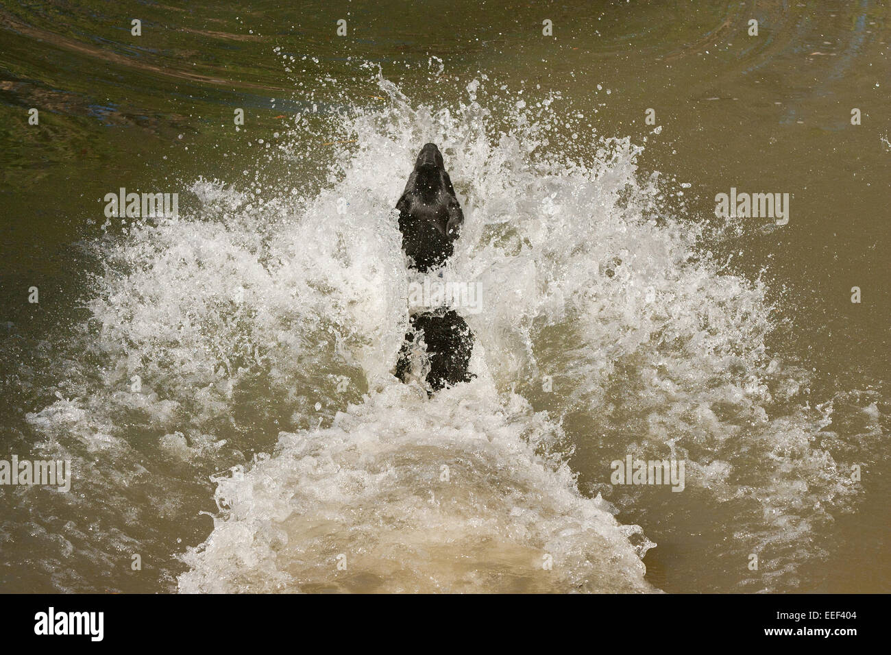 Black lab jumping into water High Resolution Stock Photography and ...