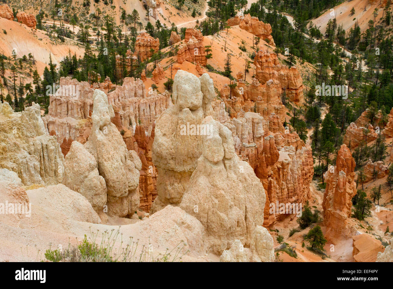 View of hoodoos & other limestone rock formations from Inspiration ...
