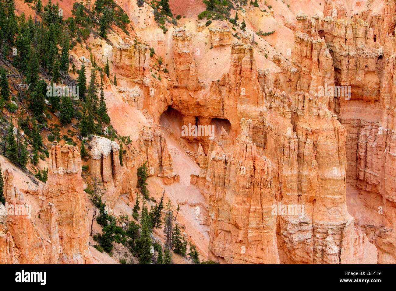 View of hoodoos & other limestone rock formations from Rainbow Point ...