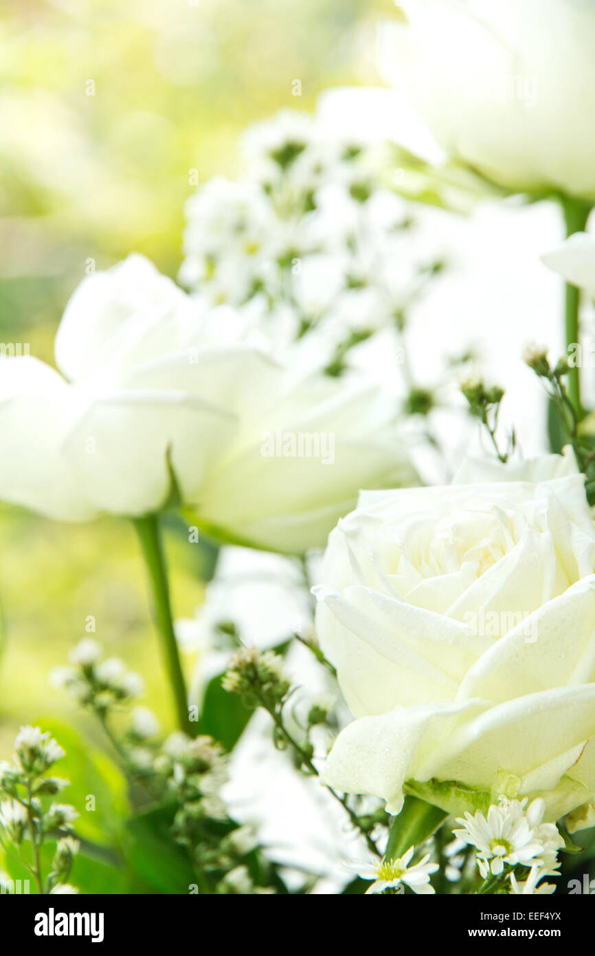 white rose background Stock Photo - Alamy
