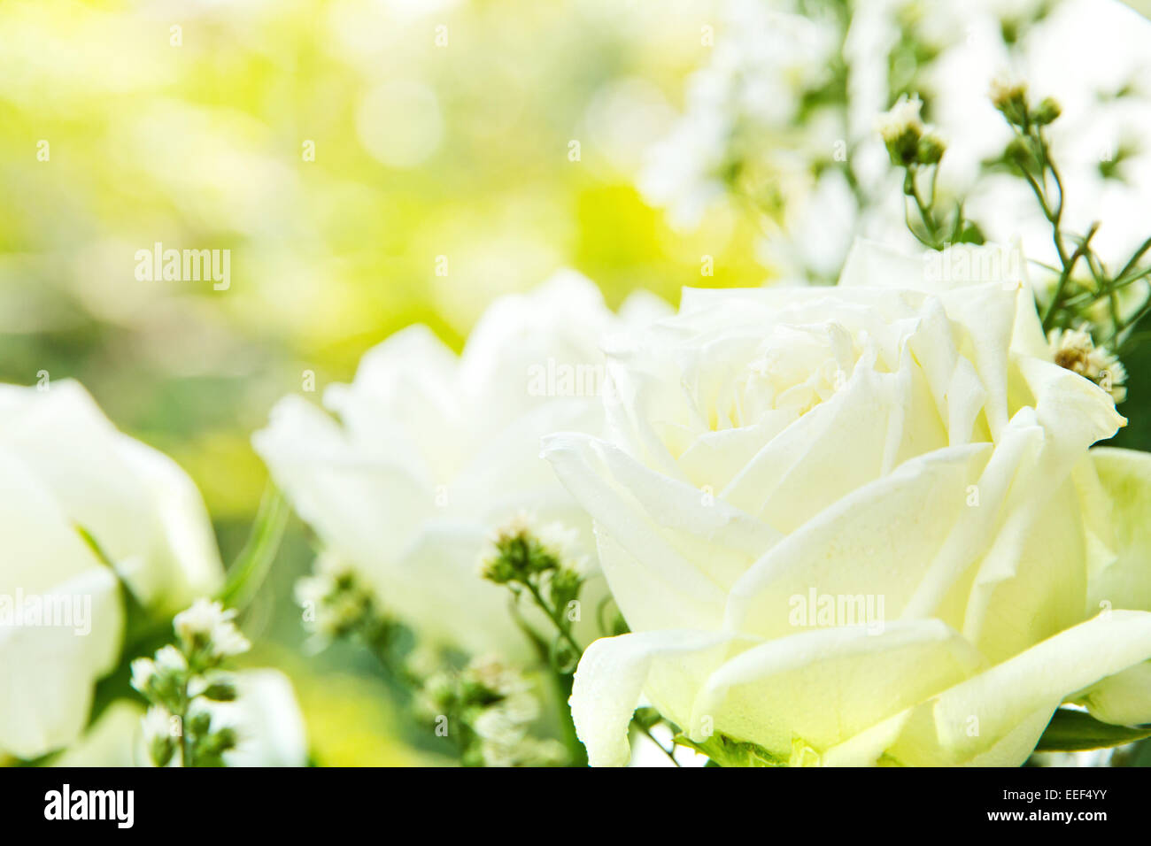 white rose background Stock Photo - Alamy