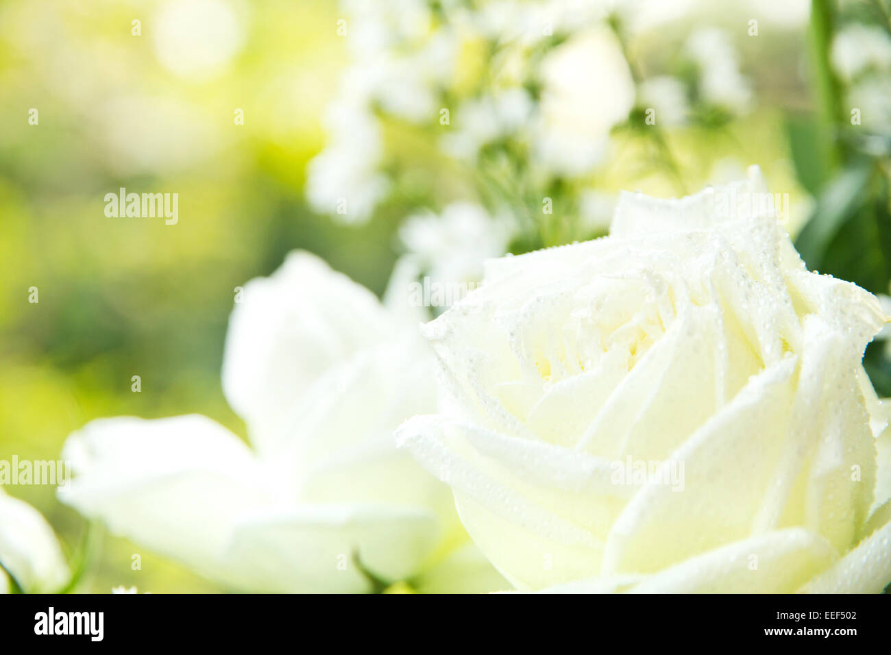 white rose background Stock Photo - Alamy