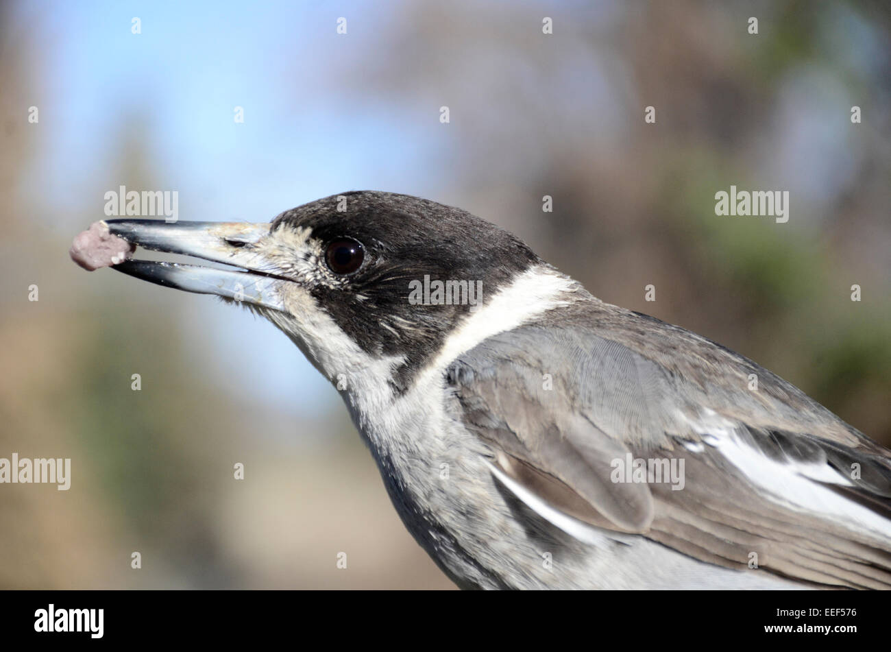 Australian butcher bird hi-res stock photography and images - Alamy