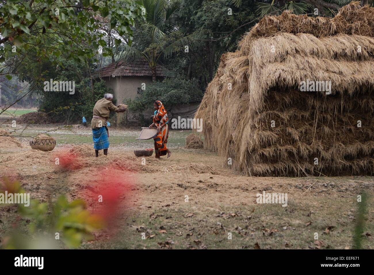 (150117) -- CALCUTTA, Jan. 17, 2015 (Xinhua) -- Villagers sift rice in ...
