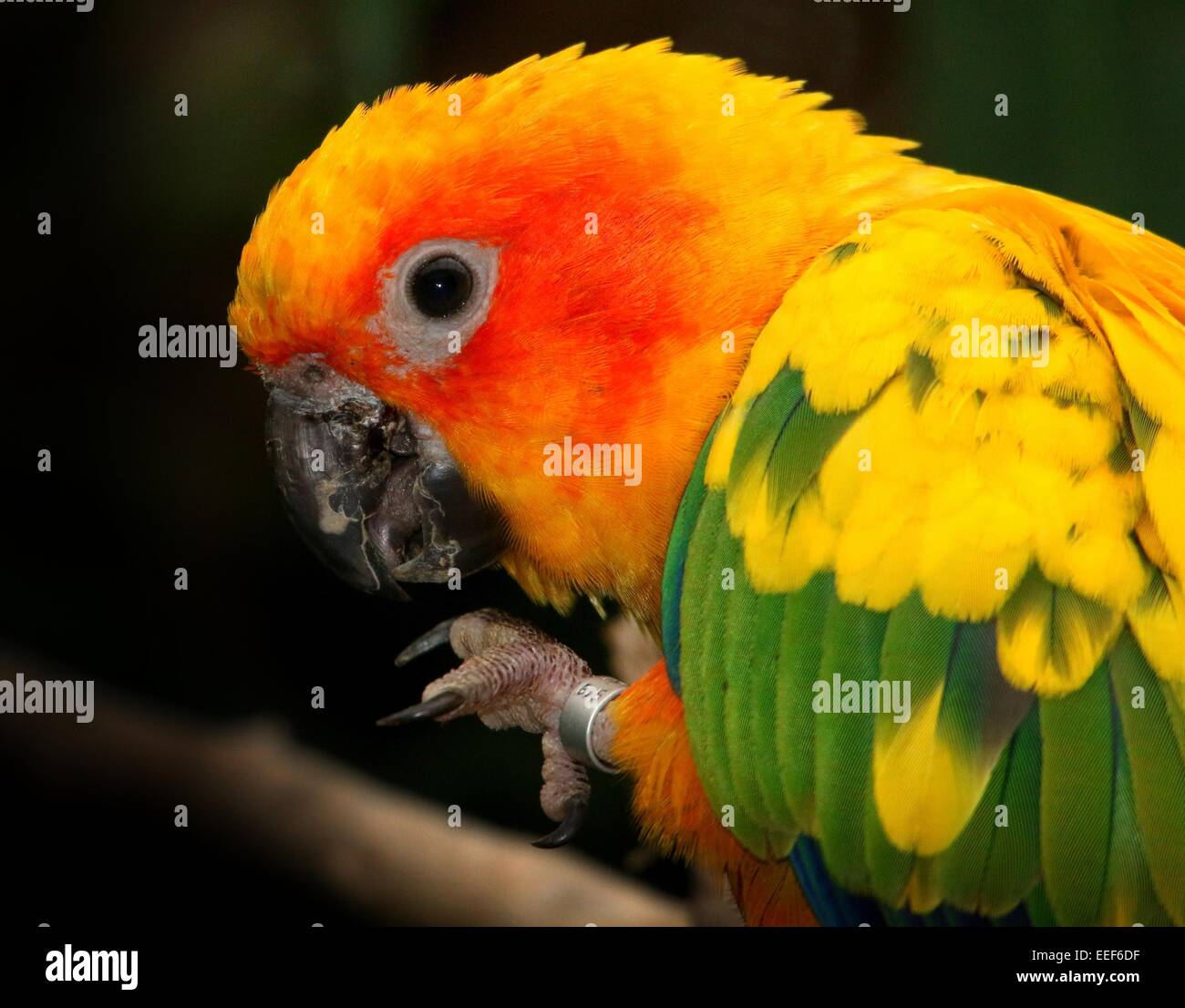 Close-up of the head and raised claw of a ringed South American Sun ...