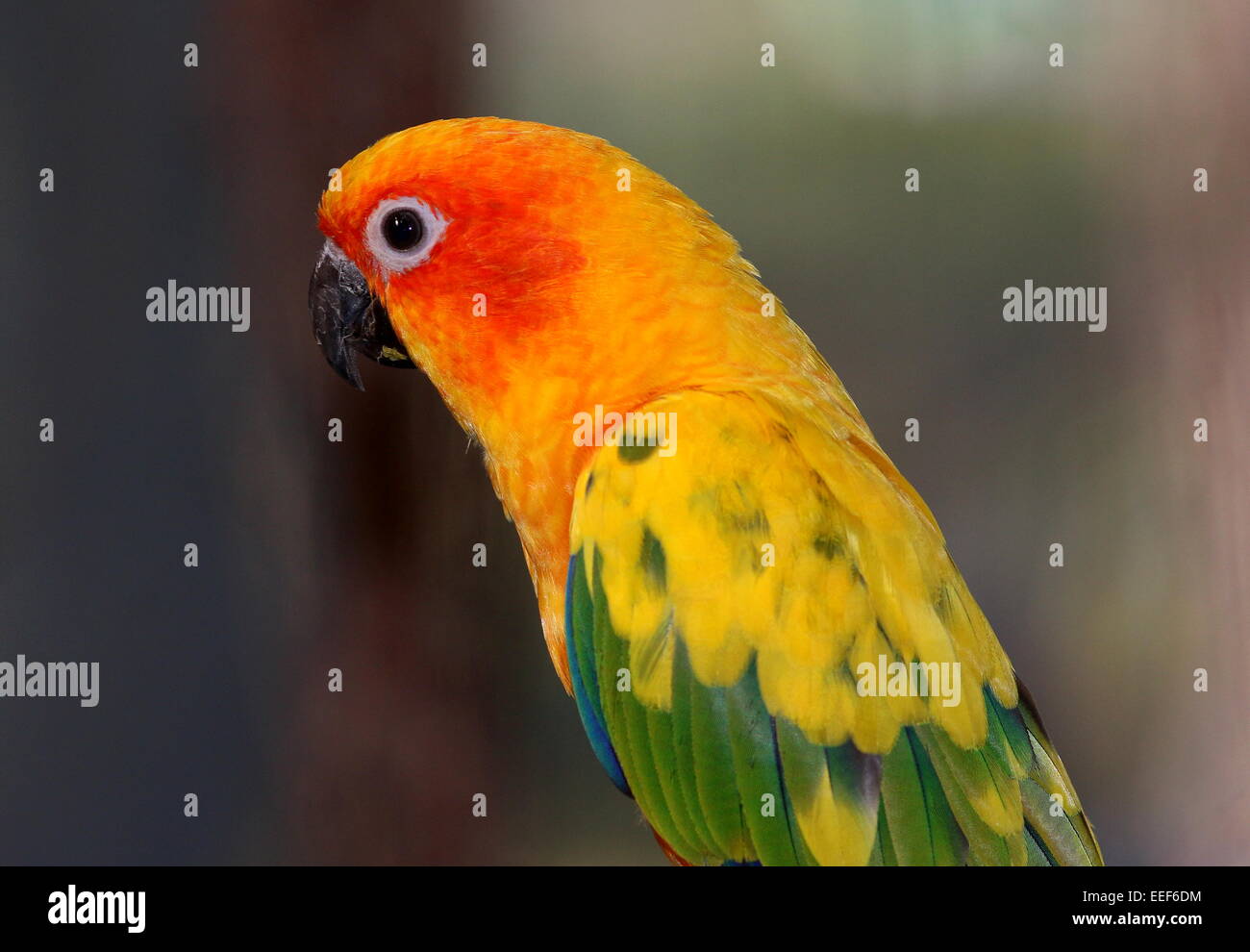 Sun conure parakeet aratinga solstitialis hi-res stock photography and ...
