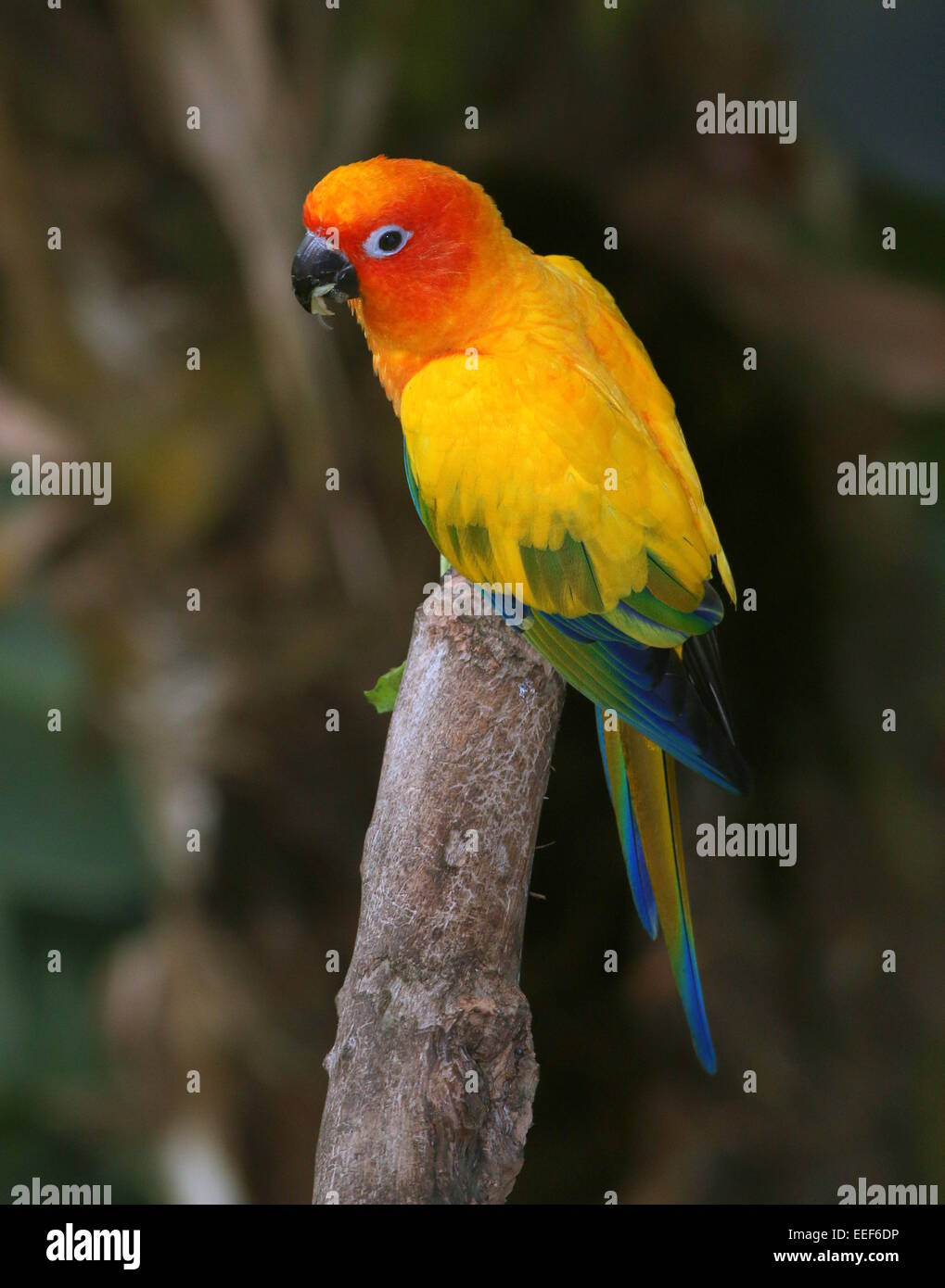 South American Sun Parakeet or Sun Conure (Aratinga solstitialis ...
