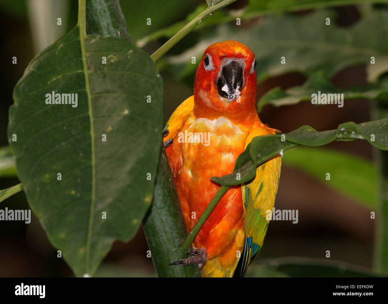 Male South American Sun Parakeet or Sun Conure (Aratinga solstitialis ...
