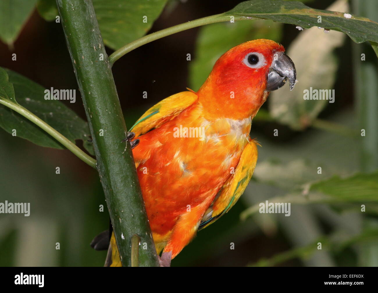 South American Conures High Resolution Stock Photography and Images - Alamy