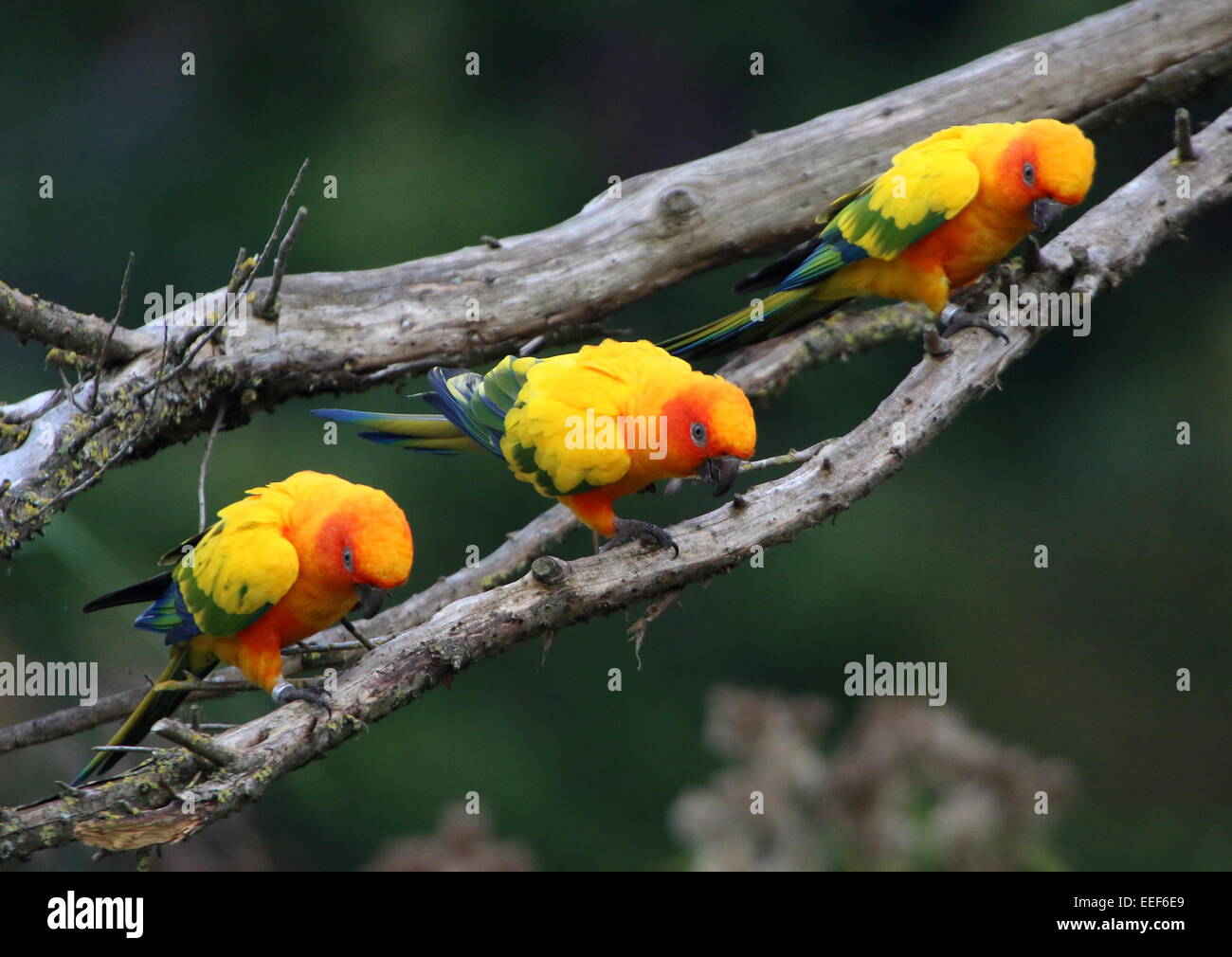 Sun conures hi-res stock photography and images - Alamy
