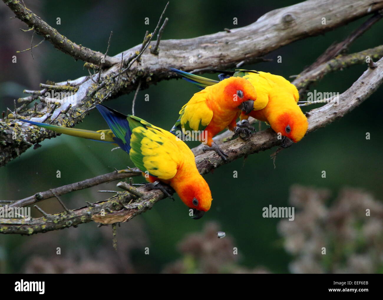 Aratinga conures hi-res stock photography and images - Alamy