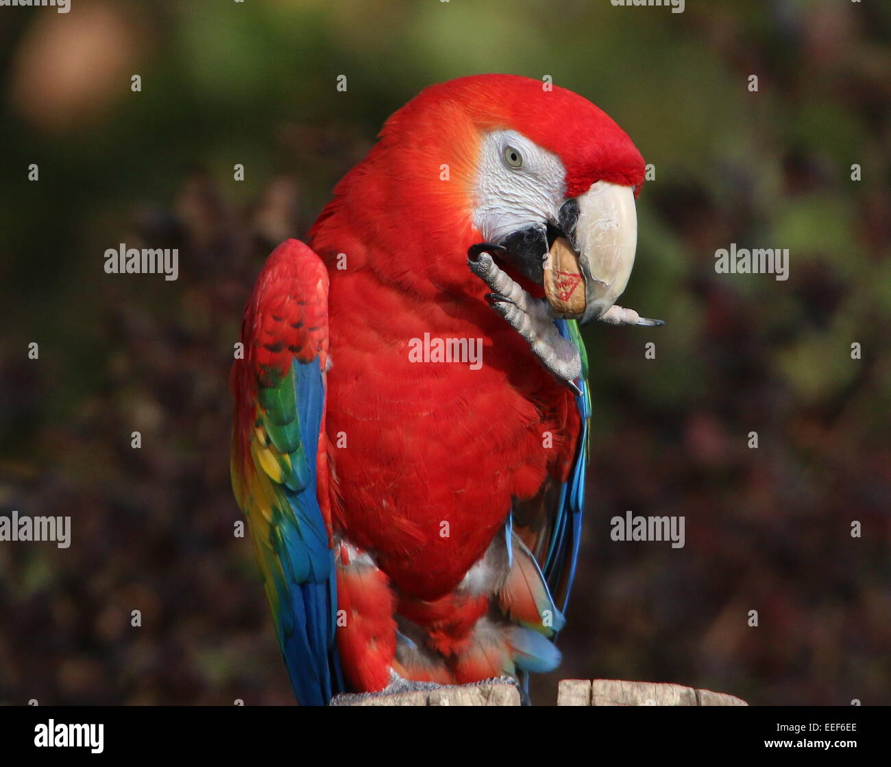 South American Scarlet macaw (Ara macao) posing on a pole, eating a nut ...